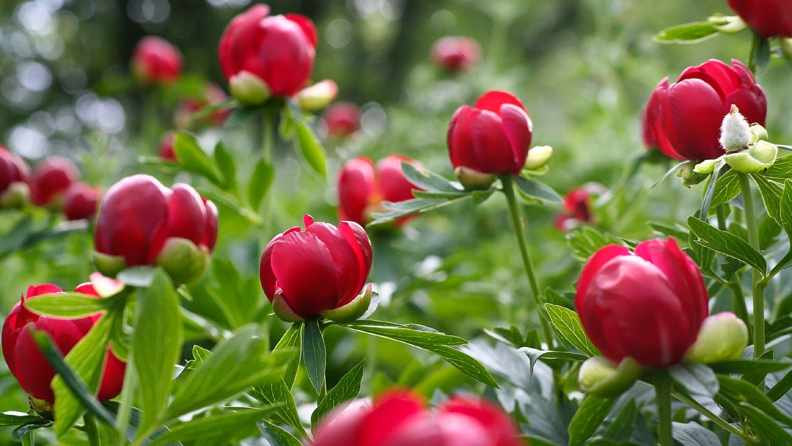 Bujorul, floarea miraculoasă. Ce nu ştiai despre această plantă ...