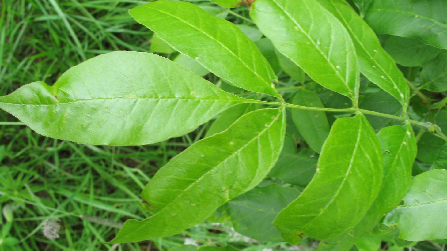 Beneficiile mai puțin știute ale frunzelor de frasin. Ce afecțiuni ...