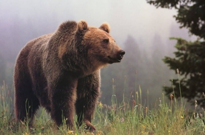 Toate știrile despre urs grizzly | Pagina 1 | Realitatea.NET