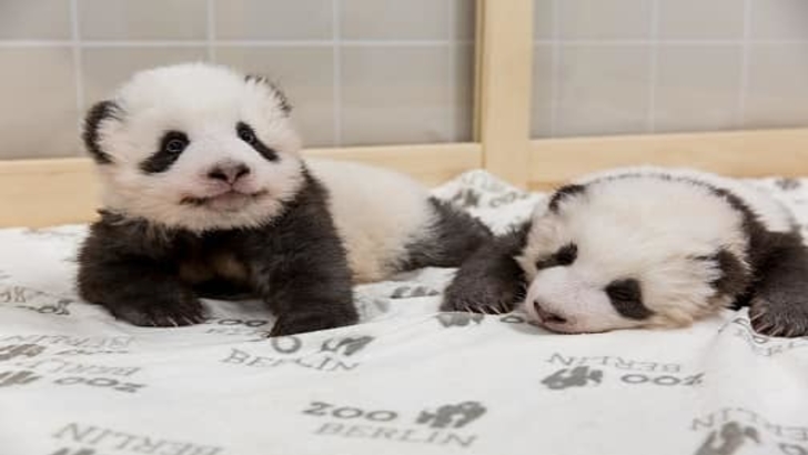 Imagini inedite cu uriașii ursuleți panda. Primii pași ai celor doi ...