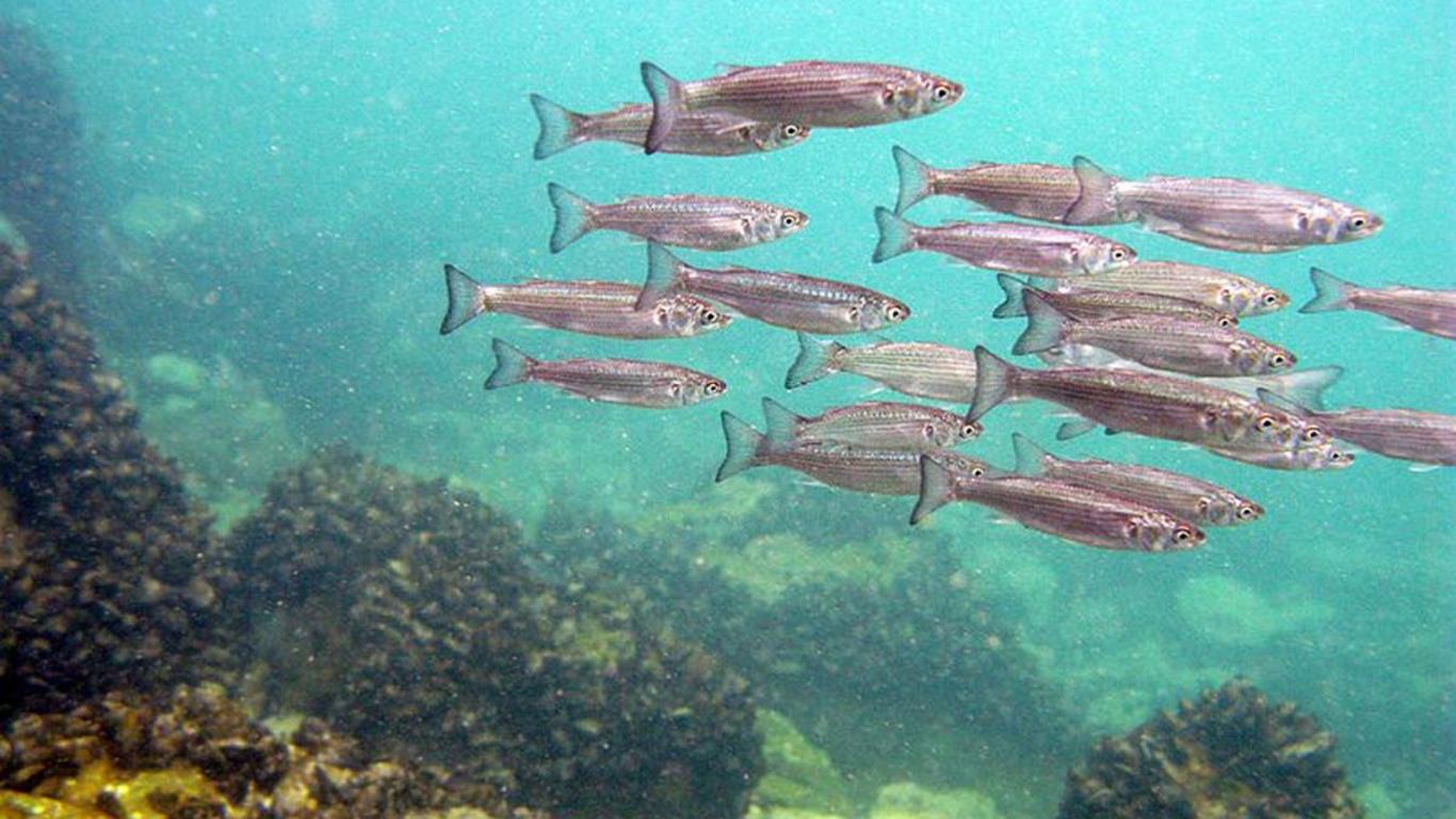 Flora și fauna din Marea Neagră, în PERICOL: Ameninţarea vine de pe ...