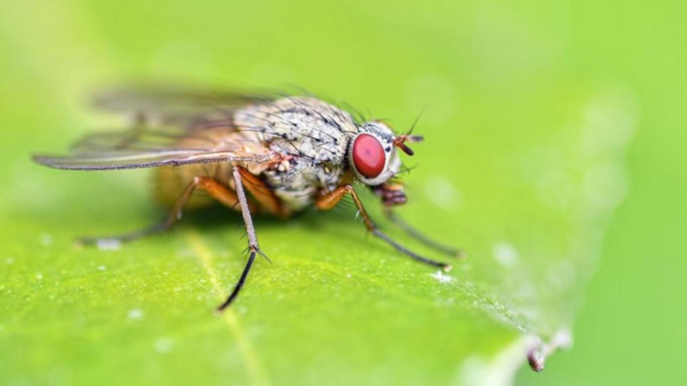 Invazie de insecte în România, din cauza secetei
