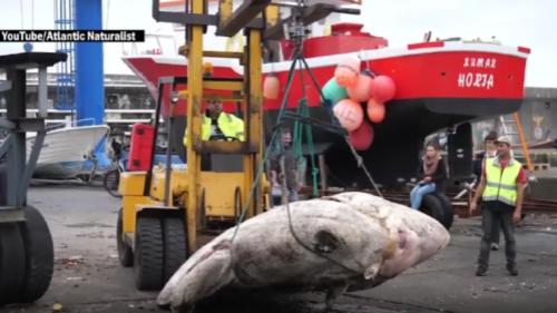 Nou record mondial: cel mai greu pește din lume are 3 tone