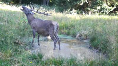 Lista completă de fructe și legume pe care le poate mânca o pisică ...
