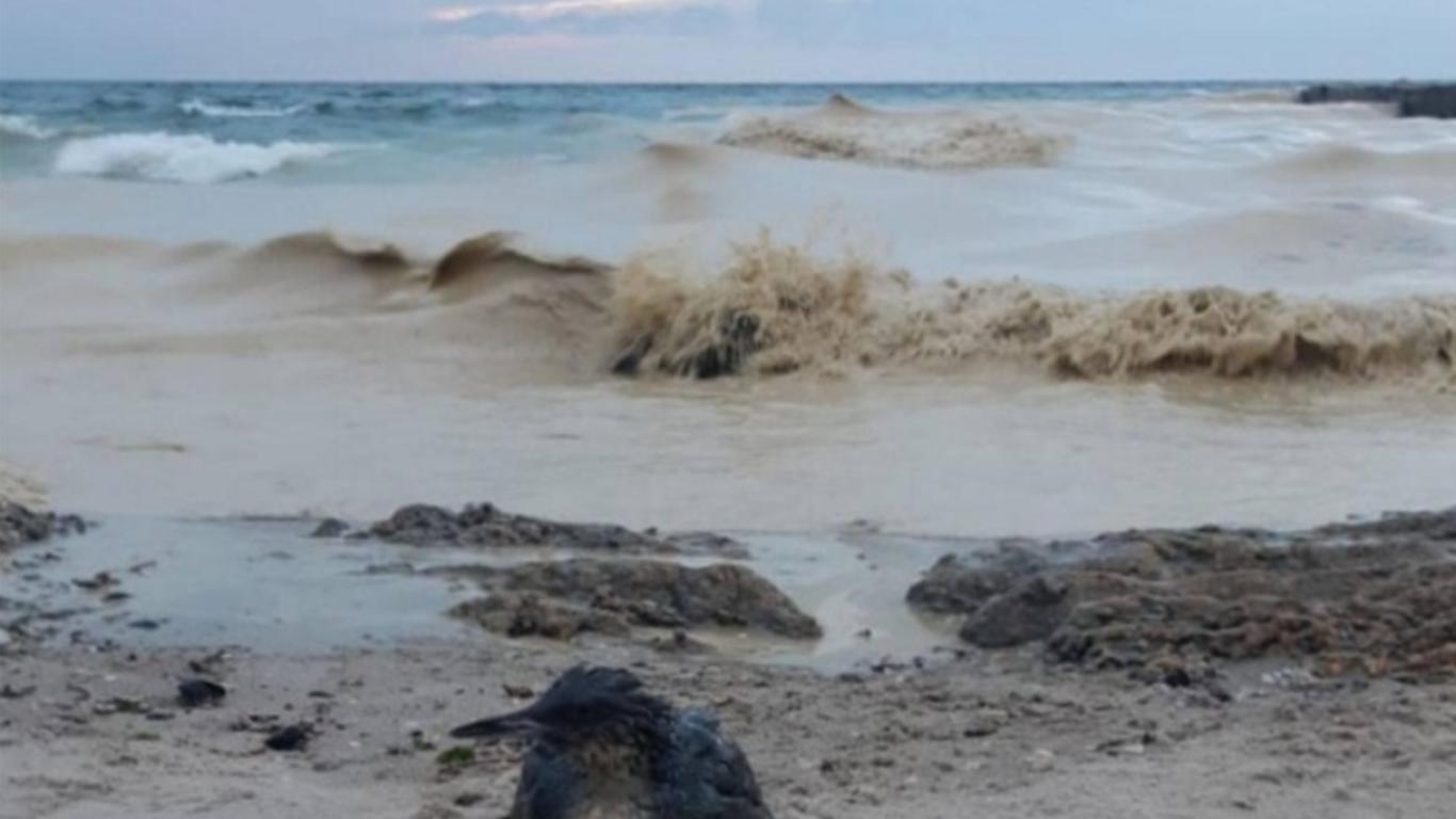Dezastru ecologic la Marea Neagră după bombardamentele din Odesa ...